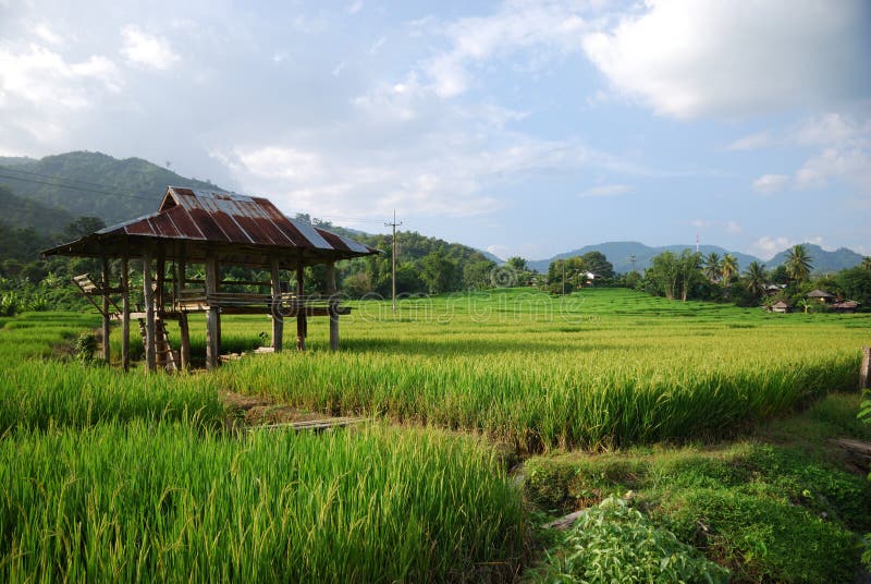 Sustainable Rice and Corn Fields, Chiang Mai Stock Photo - Image of ...