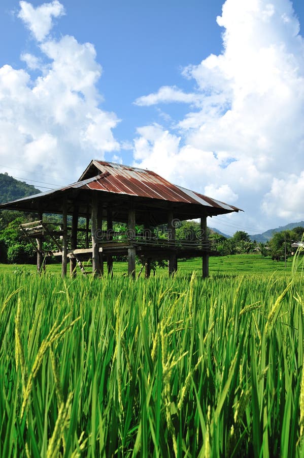 Green rice field stock photo. Image of stems, scenery - 23853758