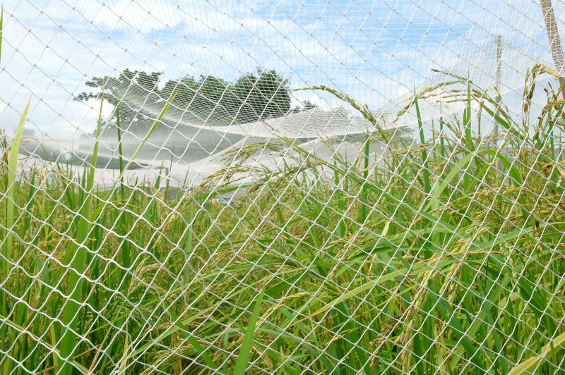 Rice field stock photo. Image of countryside, grow, birds - 15025832