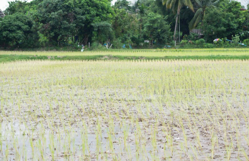 Green Rice Field in Rain Season Stock Photo - Image of grass, harvest ...