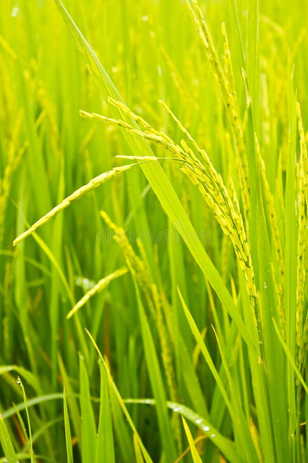 Autumn rice field stock photo. Image of flora, agriculture - 11177000