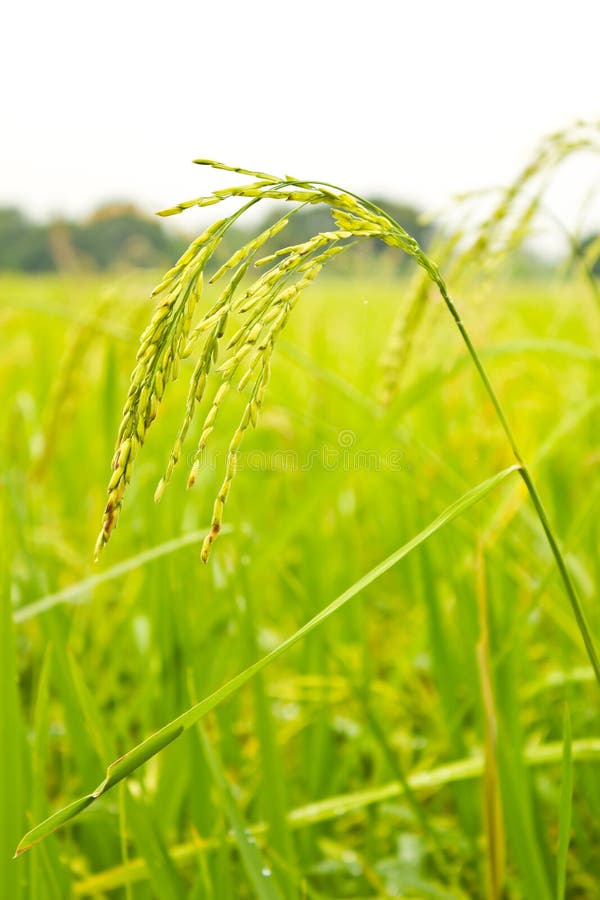 Rice field stock image. Image of brown, background, nature - 11547135