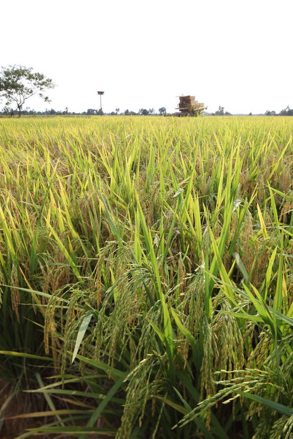 Rice Field stock photo. Image of wide, padi, angle, gathering - 16087566