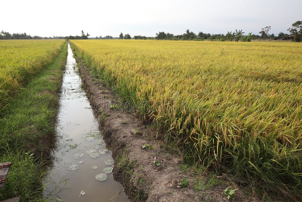 Rice Field stock photo. Image of wide, padi, angle, gathering - 16087566