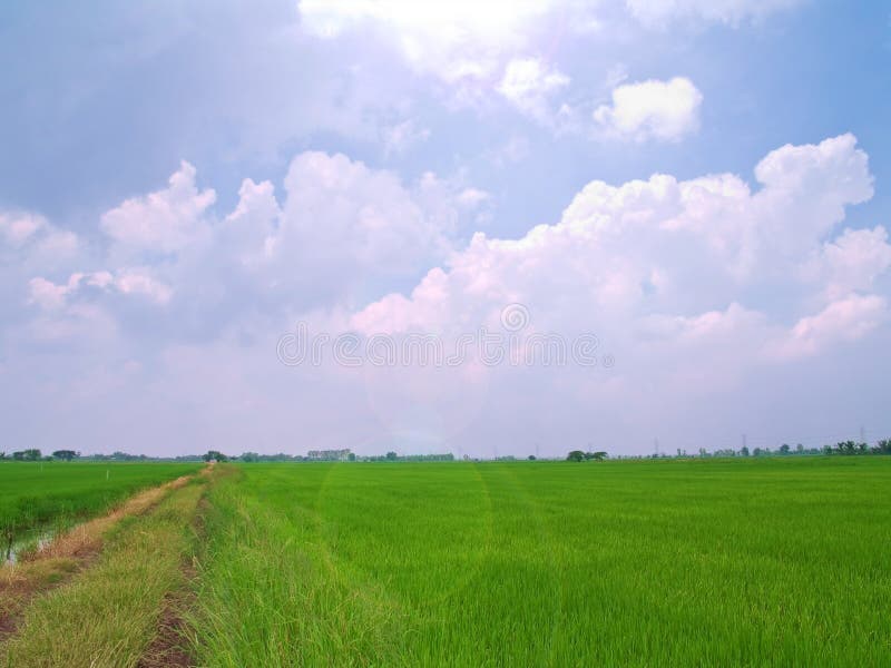 Rice field stock image. Image of environment, asia, cultivate - 16175885