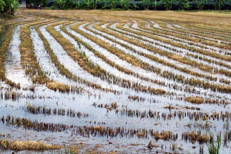 Rice Field stock image. Image of healthy, detail, agriculture - 16737785