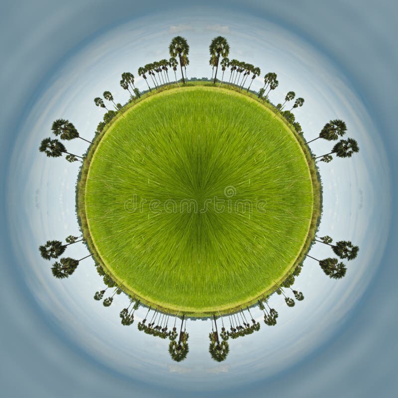 Rice Field Picture. Image: 16943234