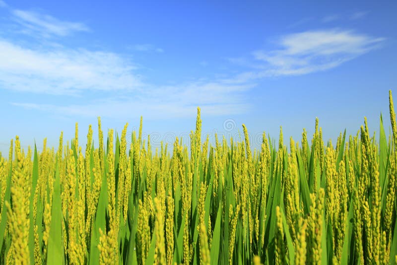Rice in the field stock photo. Image of cultivate, countryside - 171535478