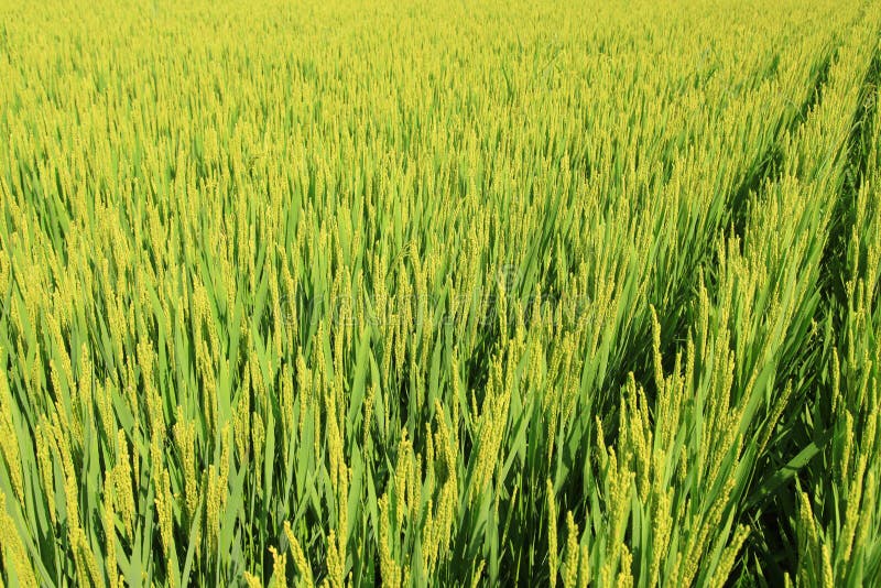 Rice in the field stock photo. Image of agriculture - 171535564