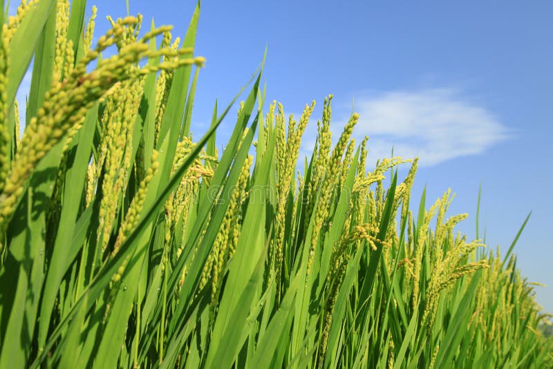 Rice in the field stock photo. Image of flora, food - 171536062