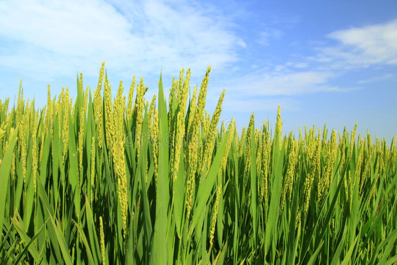 Rice in the field stock photo. Image of outdoor, field - 171536746