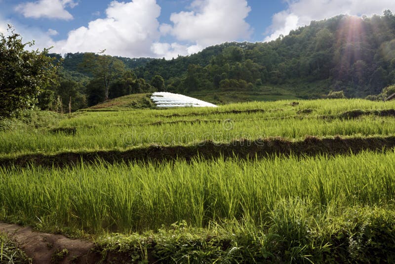 Rice Field Picture. Image: 17562784
