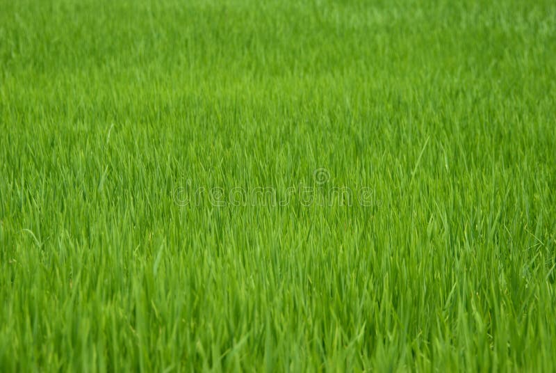 Rice Field Picture. Image: 18374522