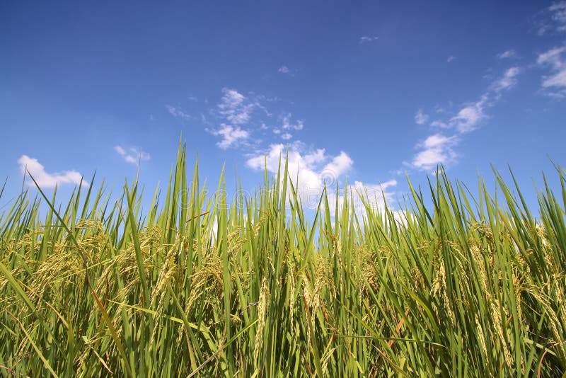 Rice field cloud and sky stock photo. Image of outdoor - 183808762