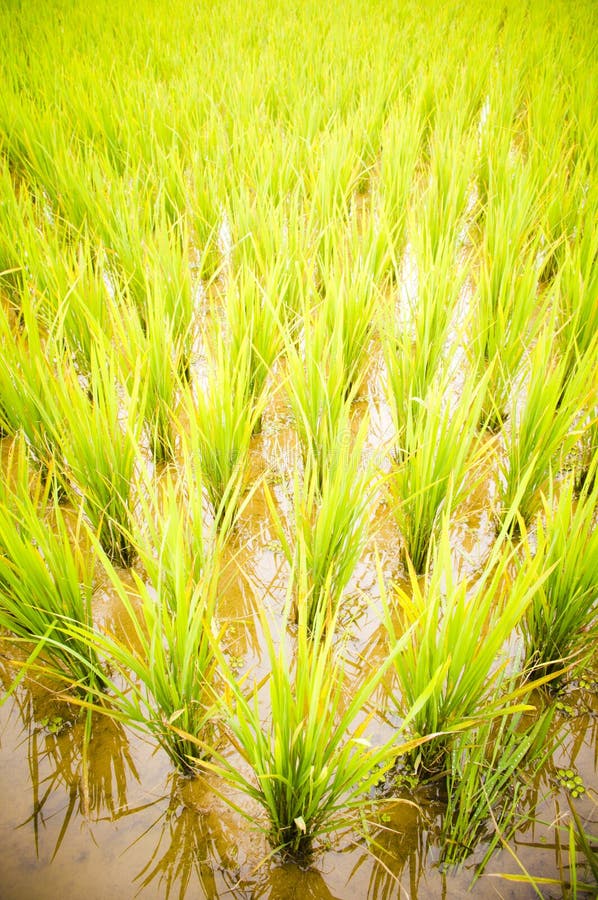 Rice field stock image. Image of rice, rural, texture - 20318287