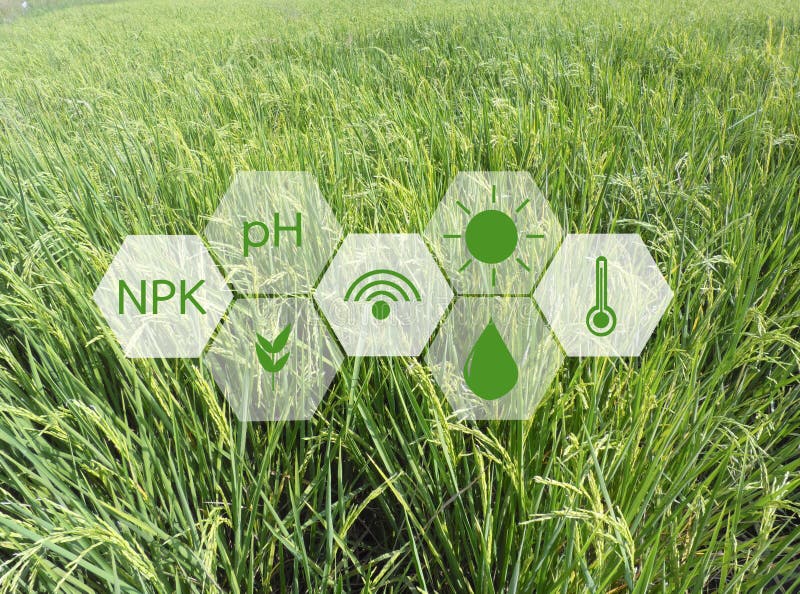 Smart Farming Argriculture Concept , Icons on Rice Field Stock Photo ...