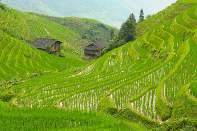 Rice field stock photo. Image of developing, scenery - 20410474