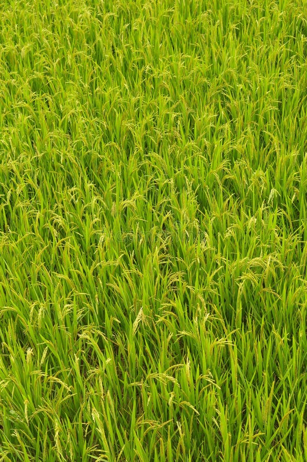 Indian dhan rice plants stock photo. Image of flower - 197284894