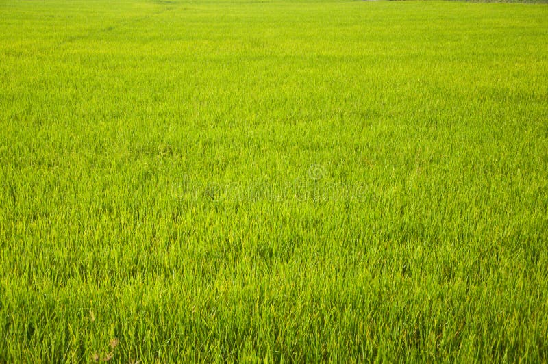 Rice field stock image. Image of padi, rice, outdoor - 21646331