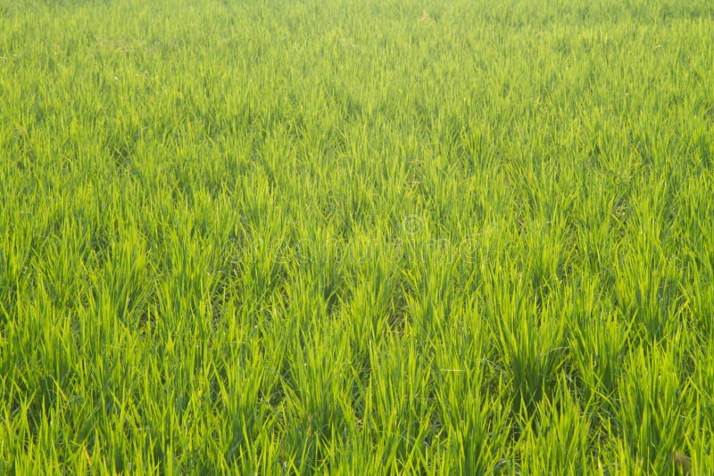 Rice field stock photo. Image of farm, nature, beautiful - 21677594