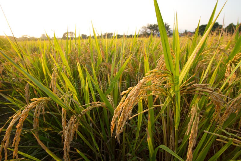 Rice field stock image. Image of food, beauty, foods - 21696939