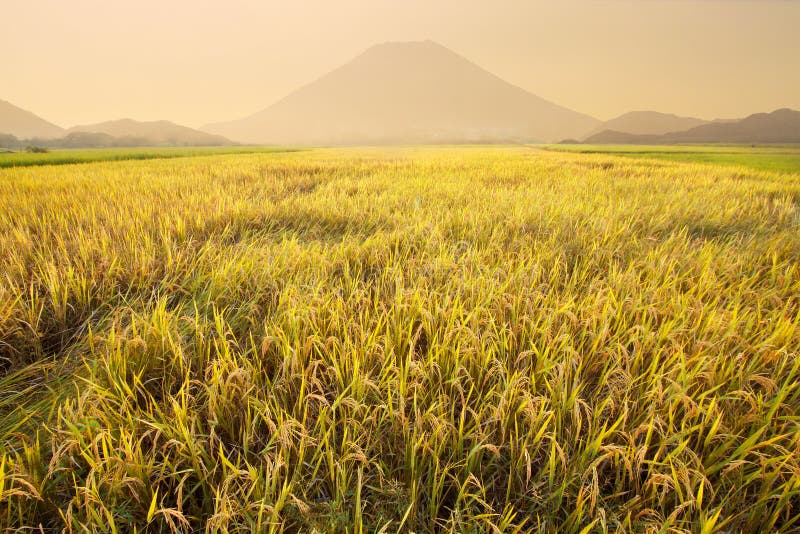 Rice field stock image. Image of grassed, farm, glassed - 21727115