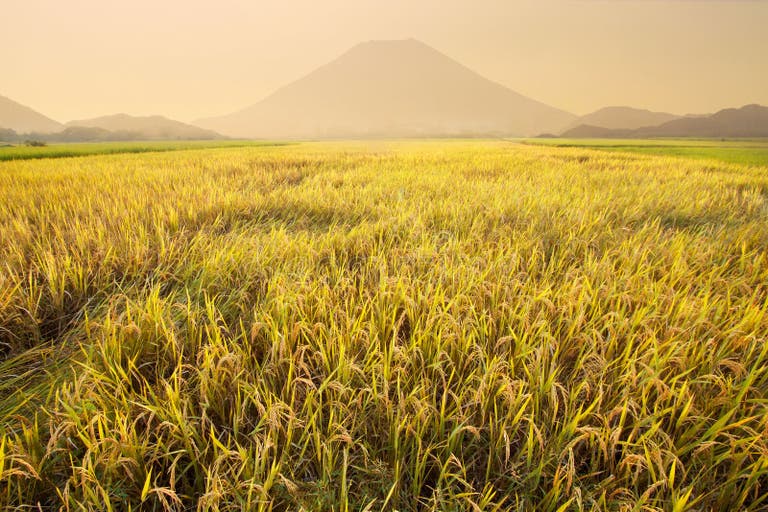 5,070 Rice Japanese Field Stock Photos - Free & Royalty-Free Stock ...