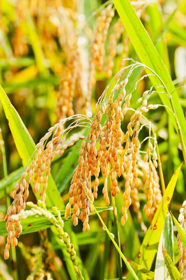 Rice field stock photo. Image of blue, asian, botany - 50602902