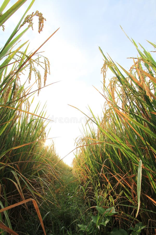 Rice Field Near the Volcano Stock Image - Image of asia, green: 21727943