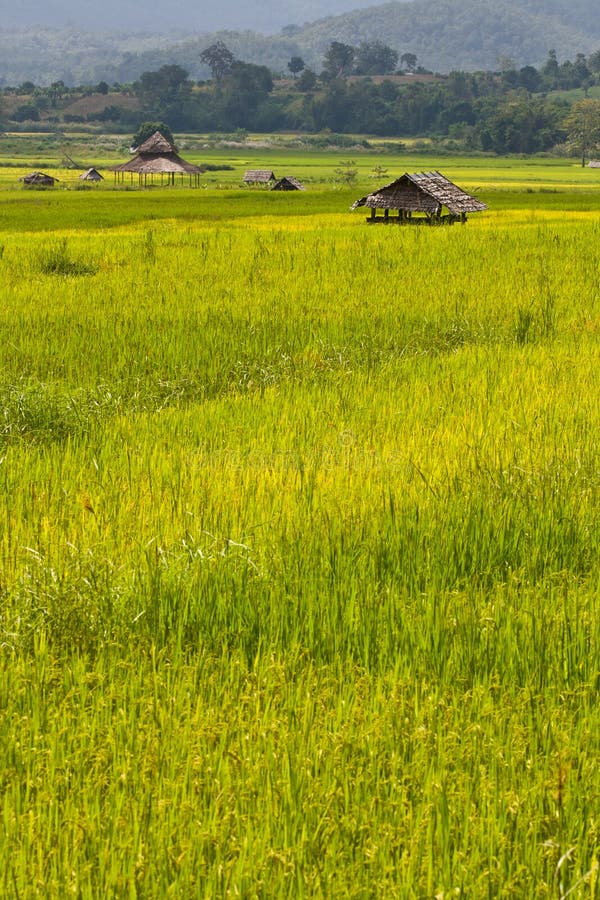 Grass in rice field stock photo. Image of outdoors, plant - 23943702