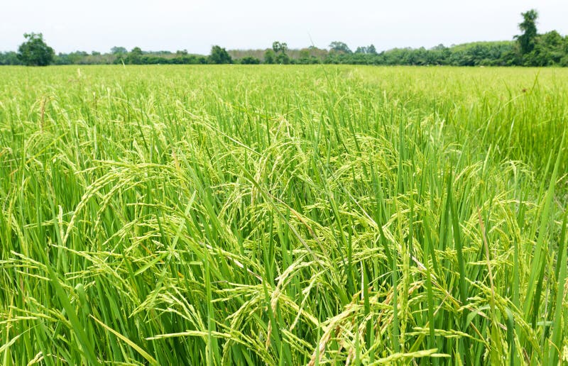 Rice field stock photo. Image of branch, closeup, earth - 55003196