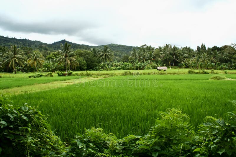 Rice Field stock image. Image of rural, food, plant, hilly - 24394697
