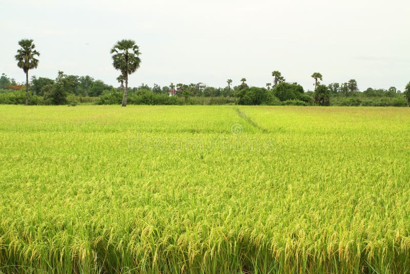 Rice field stock photo. Image of field, farm, cereal - 25112946