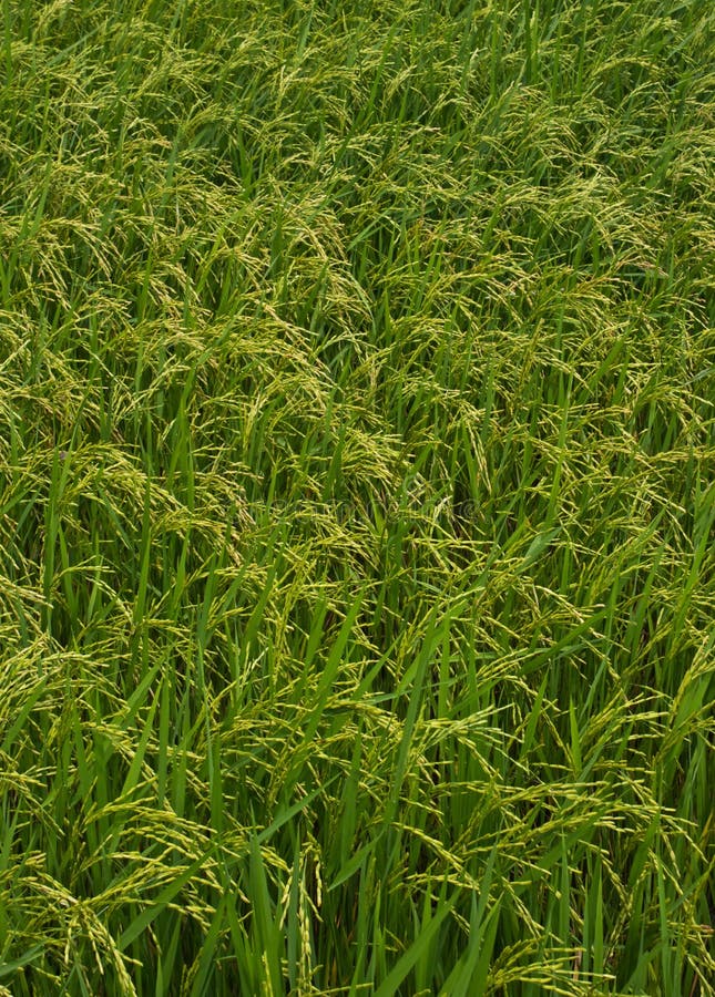 Rice field stock image. Image of detail, green, healthy - 25184213