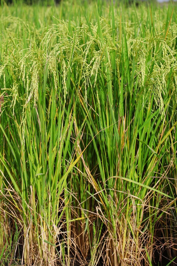 Rice field stock photo. Image of green, flora, environment - 25186044