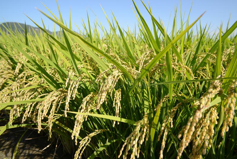 Rice field stock image. Image of rural, brown, farmland - 30793979