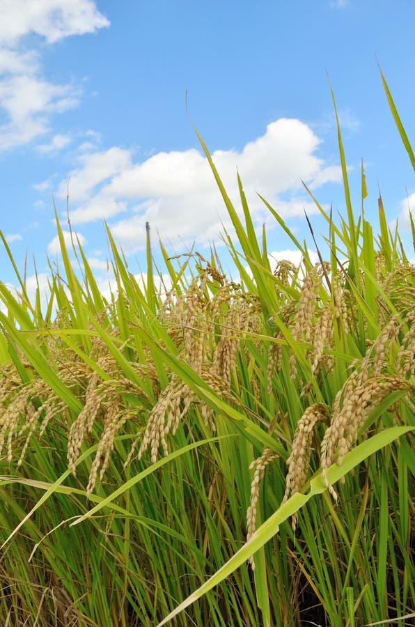 Rice field stock image. Image of rice, landscape, flora - 10819507