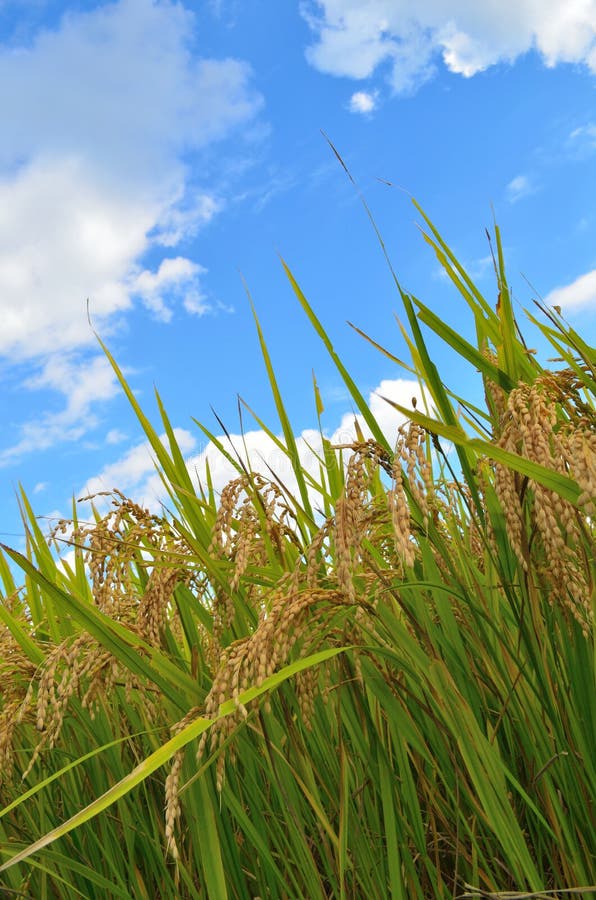 Rice field stock image. Image of asia, field, grain, food - 27142643
