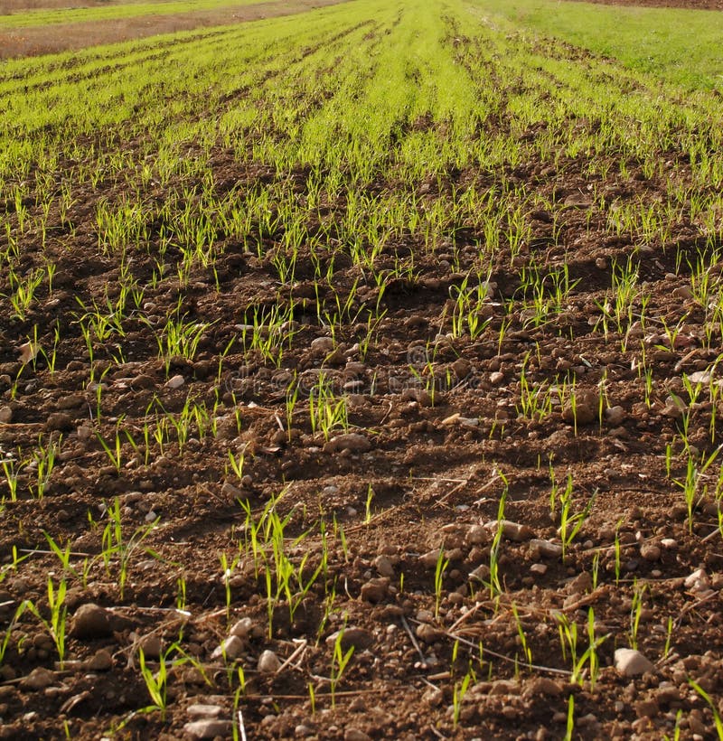 Crop field stock image. Image of field, green, grow, fields - 27192823