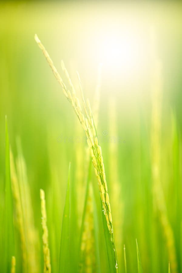 20,579 Rice Field Texture Stock Photos - Free & Royalty-Free Stock ...