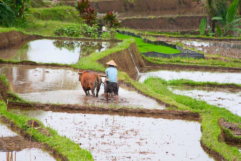 Rice field stock photo. Image of climate, beauty, palm - 27991410