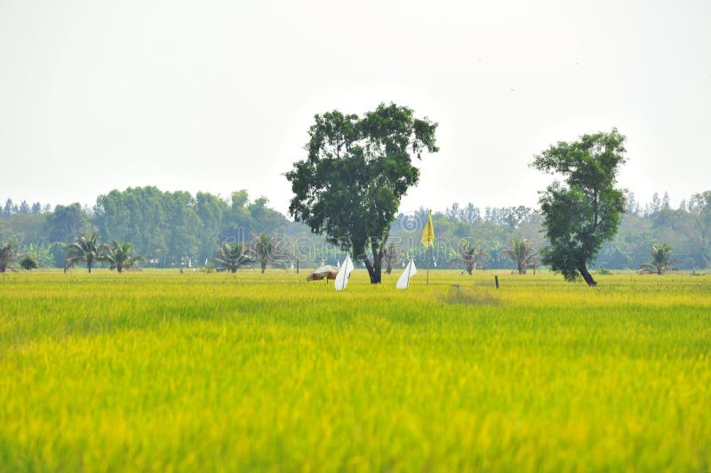 Rice field stock image. Image of paddy, farm, cereal - 28659747