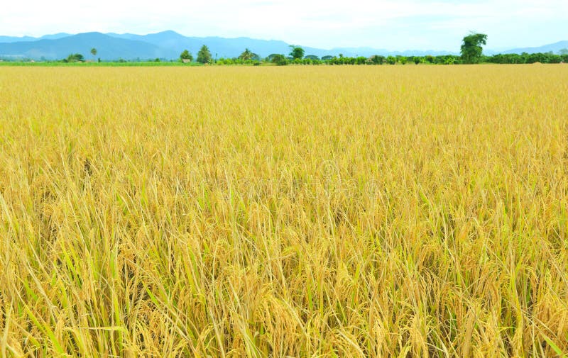 Rice field. stock photo. Image of agriculture, plant - 28693104