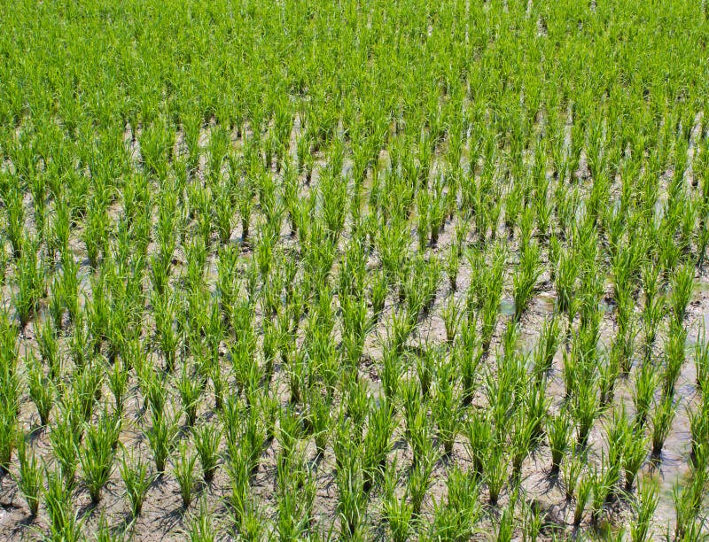 Rice field. stock image. Image of chinese, green, leaf - 29642257