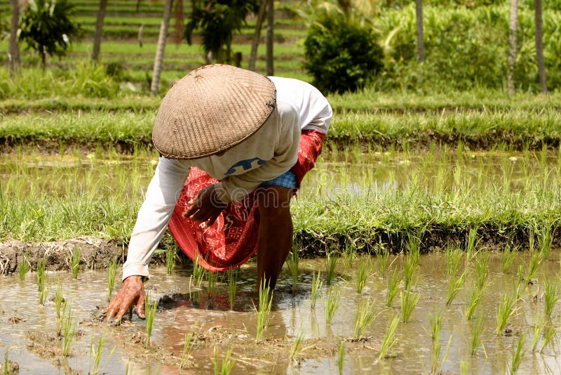 Rice field stock photo. Image of crop, farming, field - 3352852