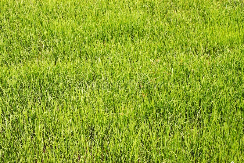 Rice Field Picture. Image: 3545827