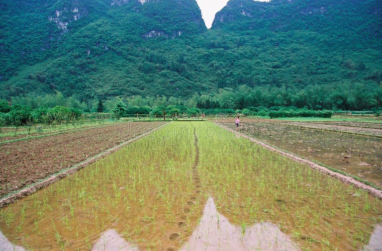 272 Hot Humid Chinese Stock Photos - Free & Royalty-Free Stock Photos ...