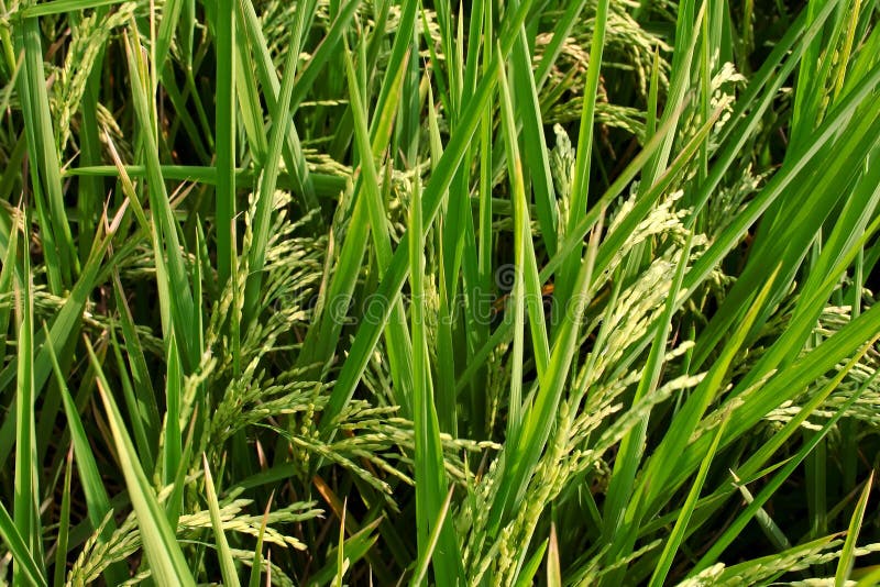Rice Field Picture. Image: 3679776