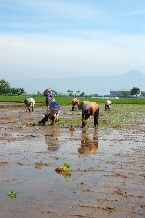 Man planting rice editorial stock image. Image of field - 39128529