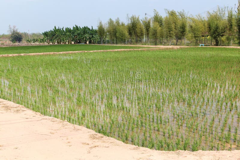 Rice field stock photo. Image of grow, nature, cultivation - 37984478